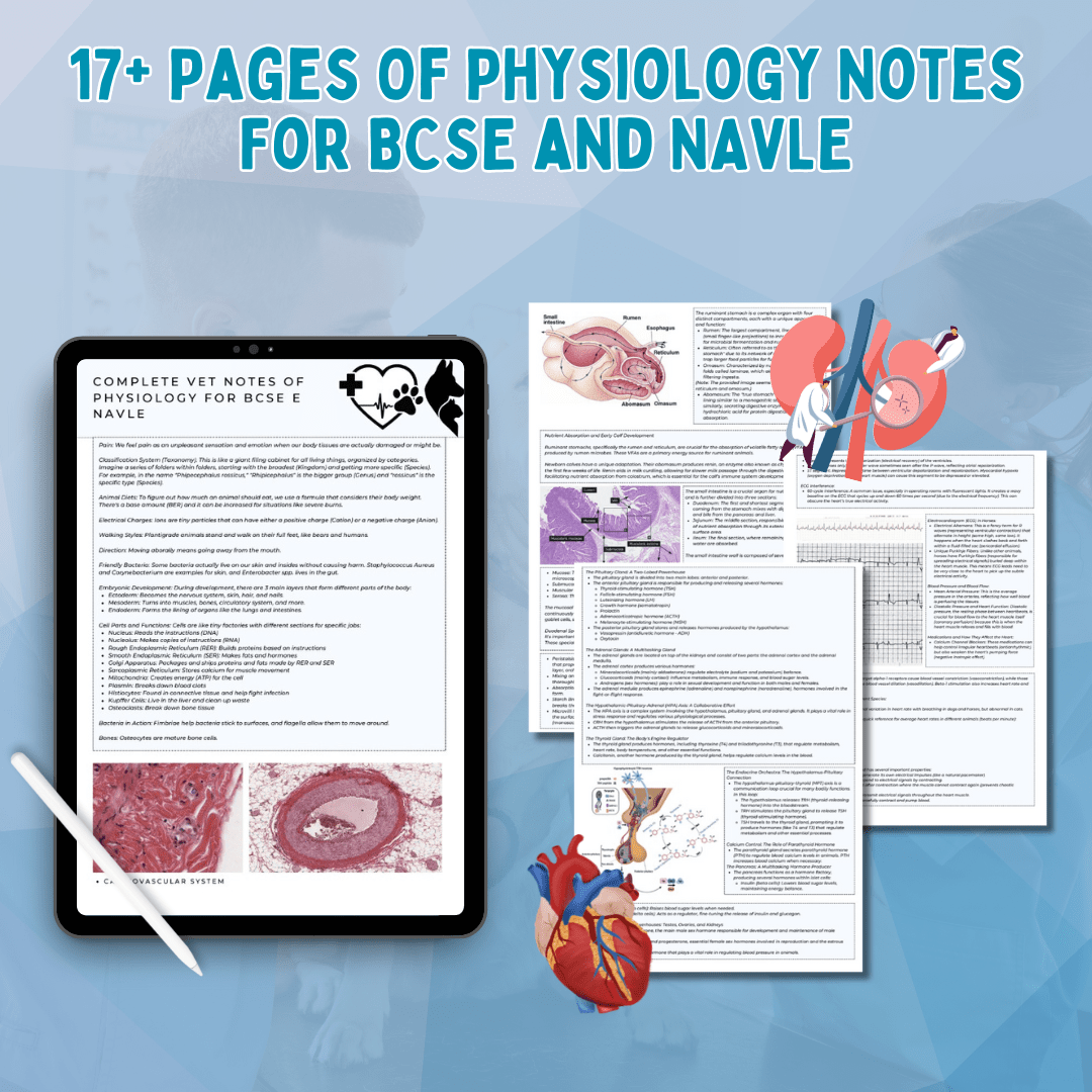 vetsmartnotes.com | VET SMART NOTES